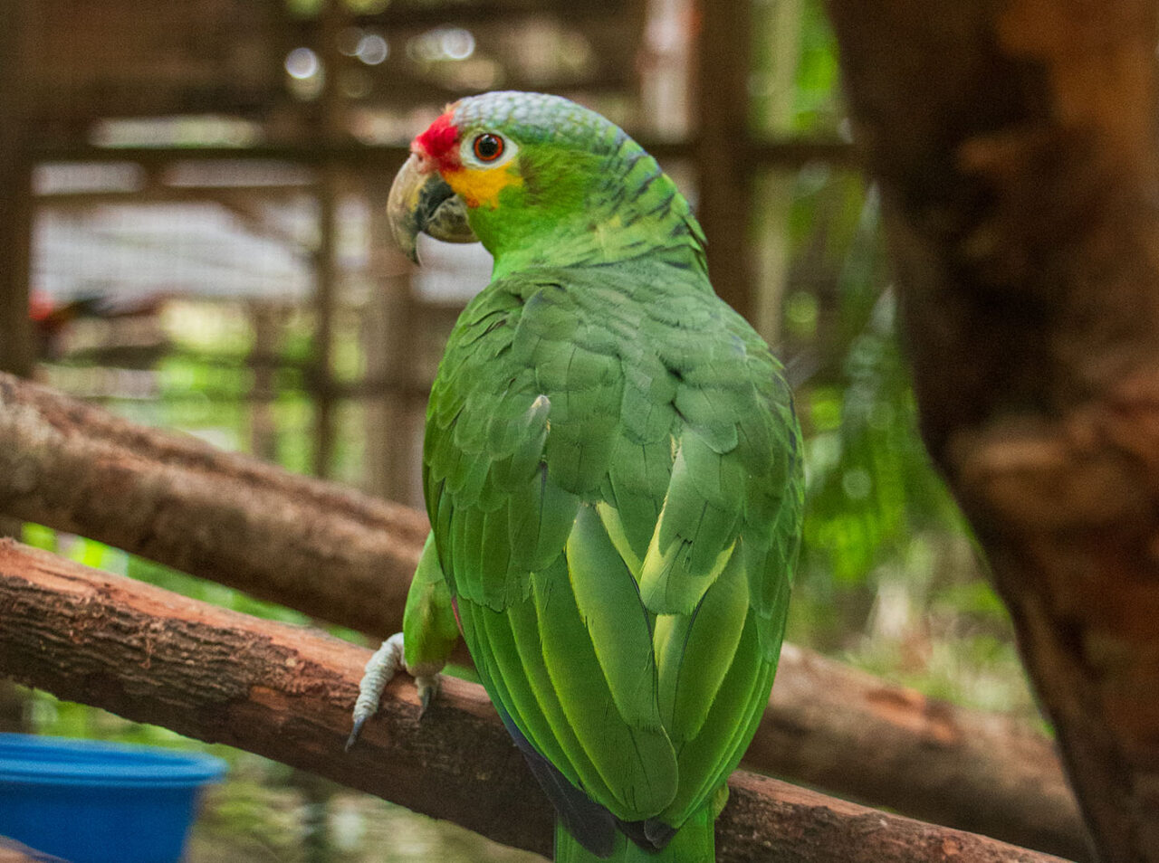 Red-lored Amazon - Macaw Mountain