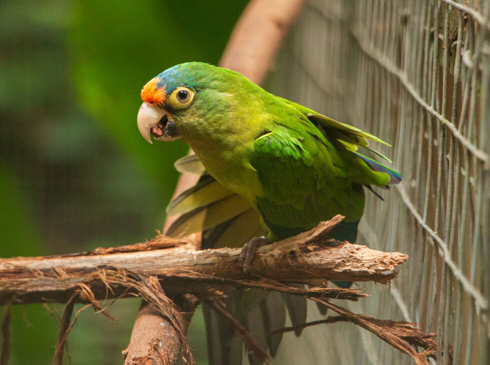 Orange-fronted Parakeet | Macaw Mountain