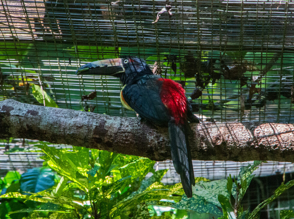 Collared Aracari | Macaw Mountain